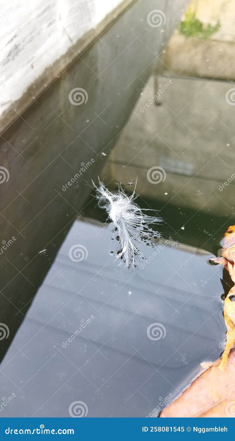 Bird Feathers Floating in the Park Pond Stock Image - Image of wing ...