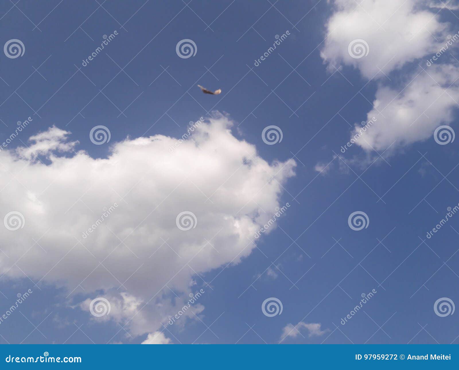 Bird stock photo. Image of feathure, earth, bird, falling - 97959272