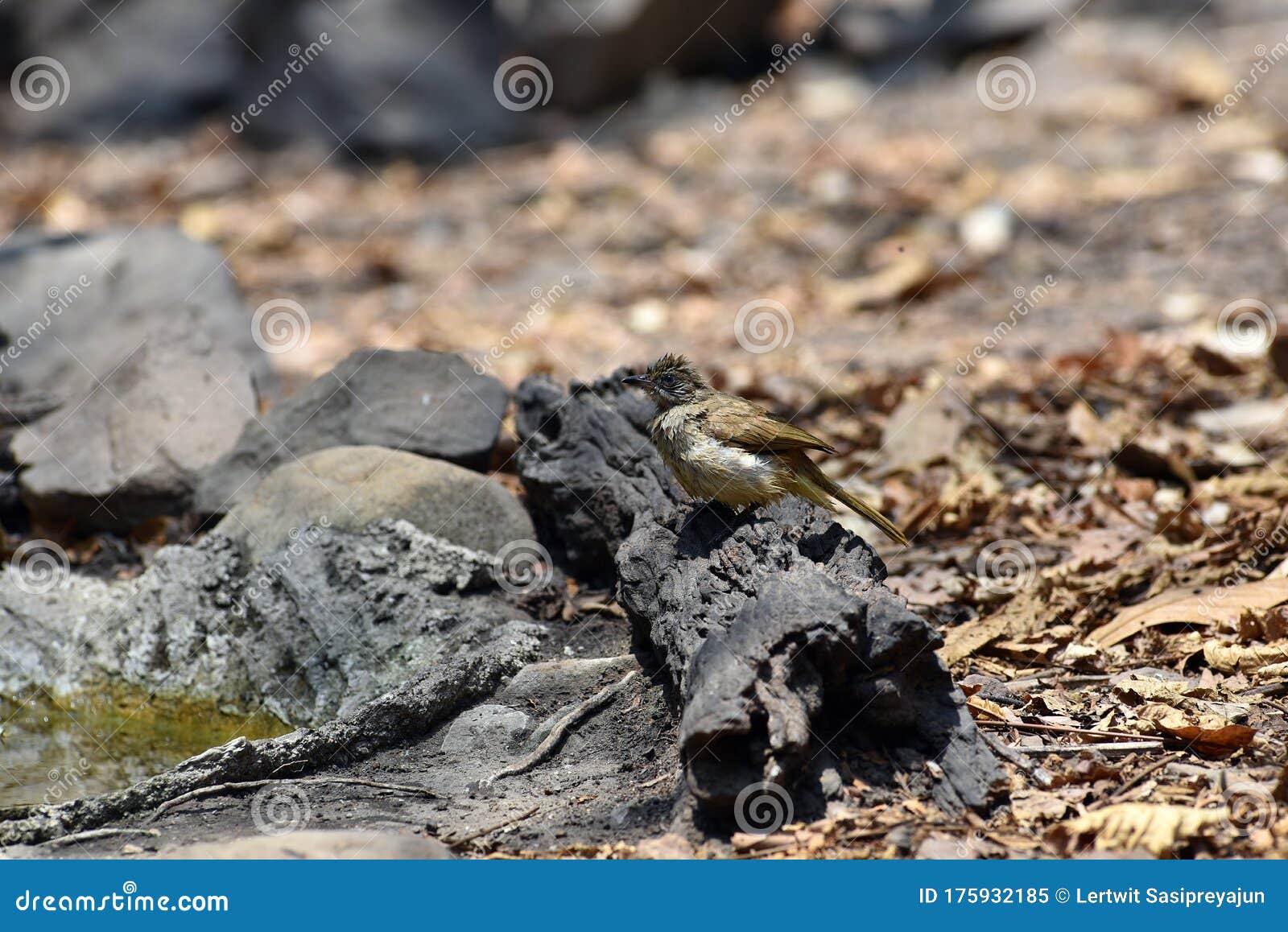 Bird Feed in Natural Forest, Bulbul Stock Image - Image of feed, bulbul ...