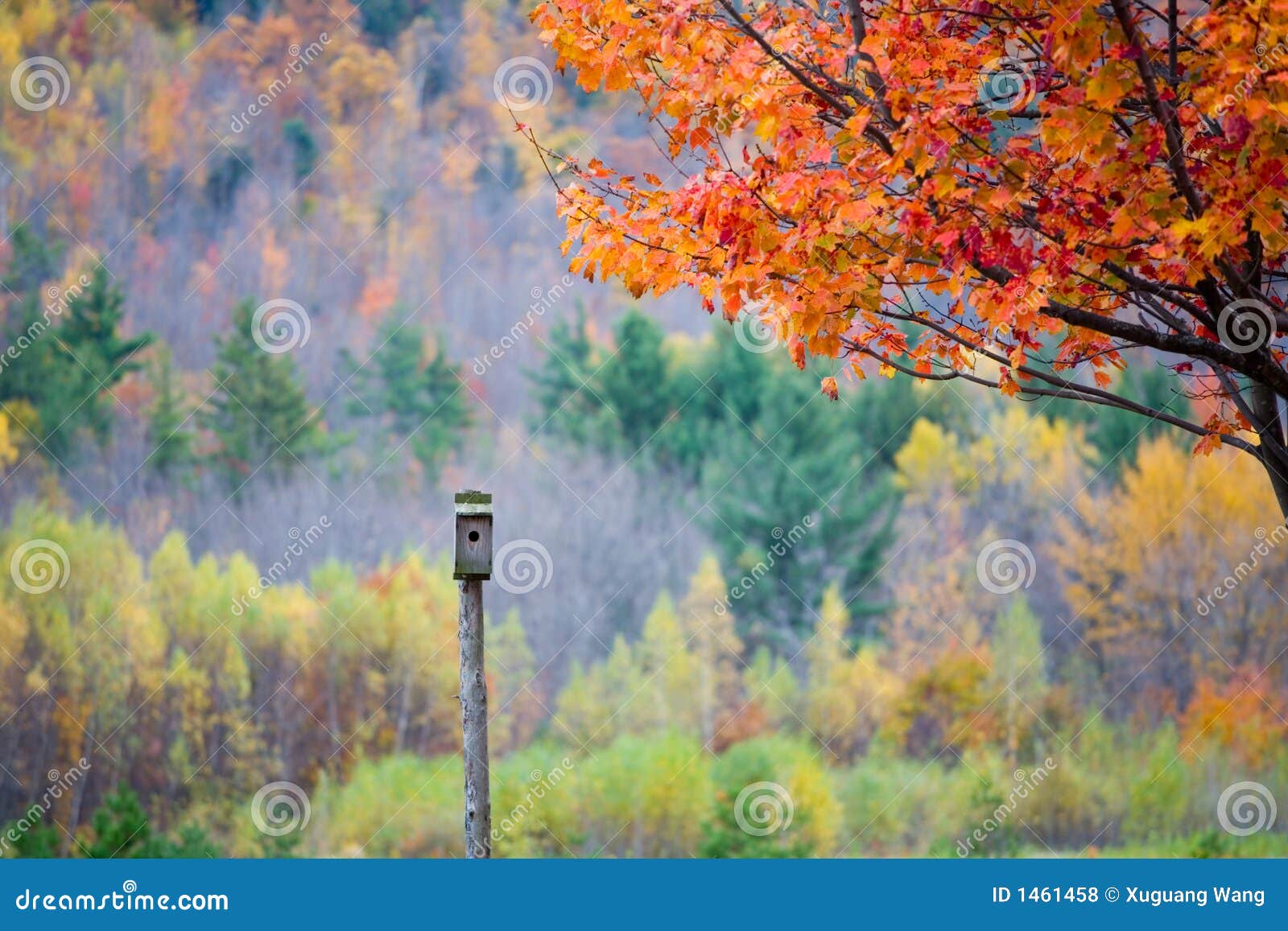 Bird Feeder in Fall Foliage Stock Photo - Image of england, beautiful ...