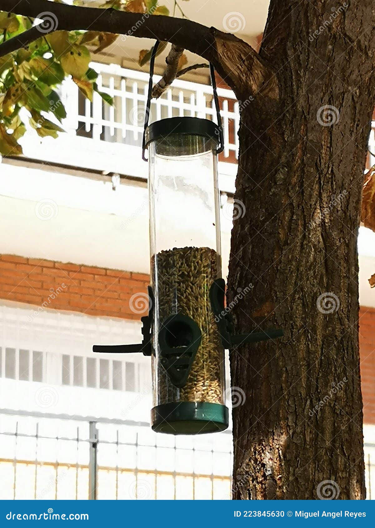 Bird Feeder Hanging from a Tree Stock Photo - Image of side, british ...