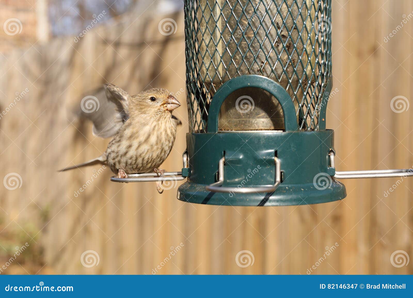Bird Feeding at Backyard Feeder Stock Image - Image of birds, camera ...