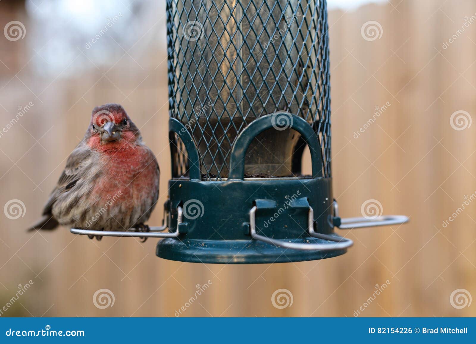 Bird Feeding at Backyard Feeder Stock Photo - Image of feeder, nature ...