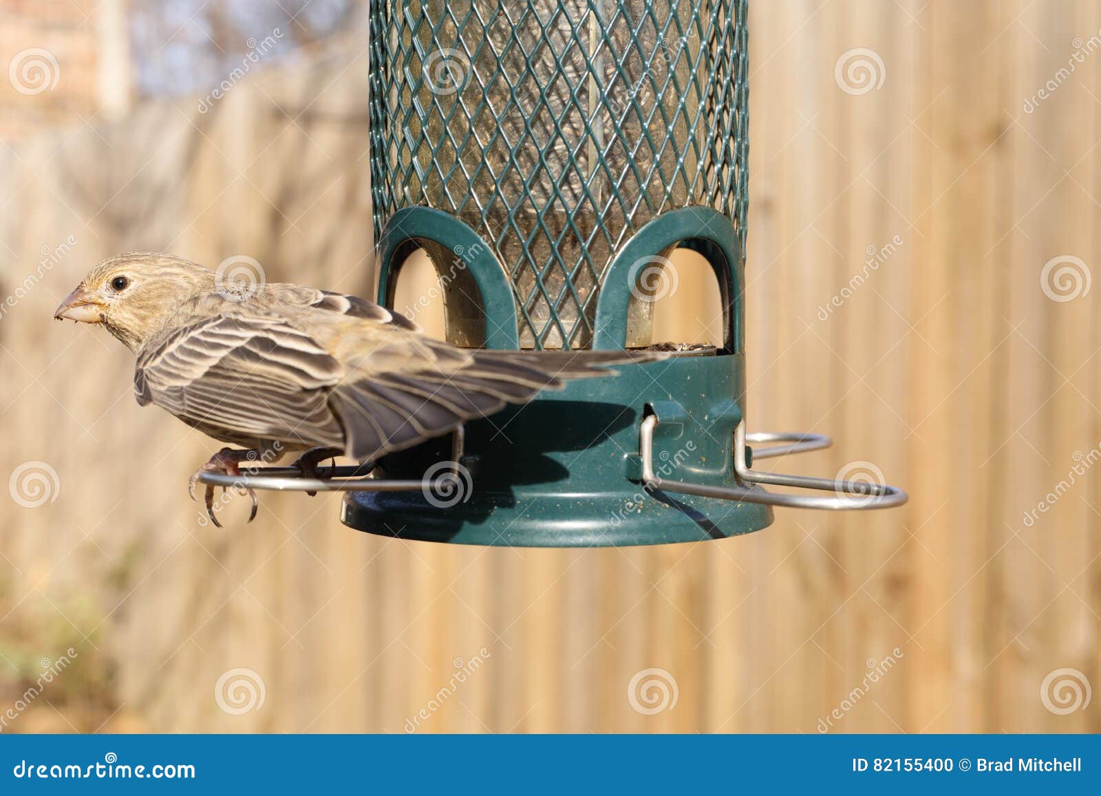 Bird Feeding at Backyard Feeder Stock Photo - Image of wildlife, eating ...