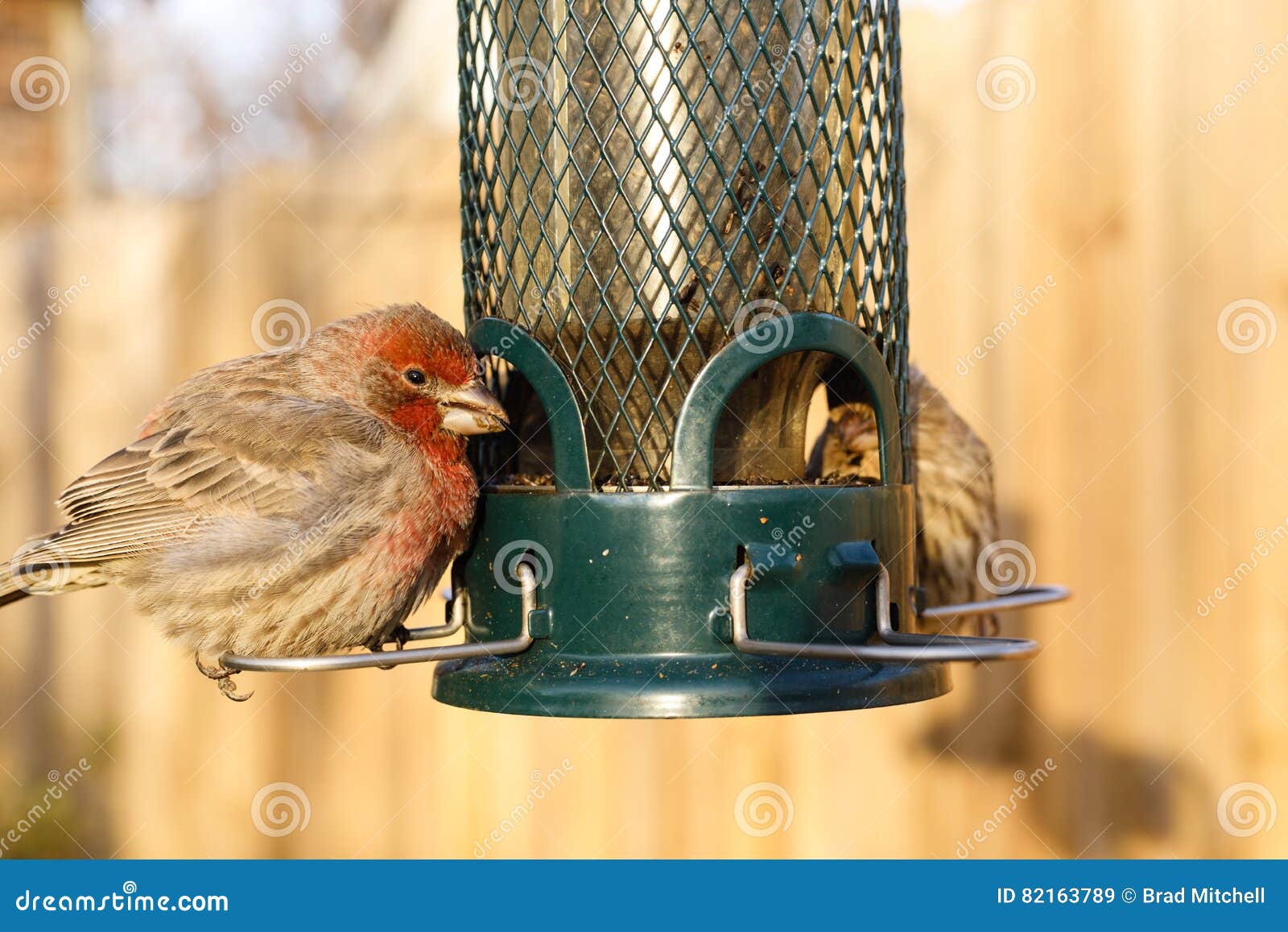 Bird Feeding at Backyard Feeder Stock Image - Image of small, wildlife ...