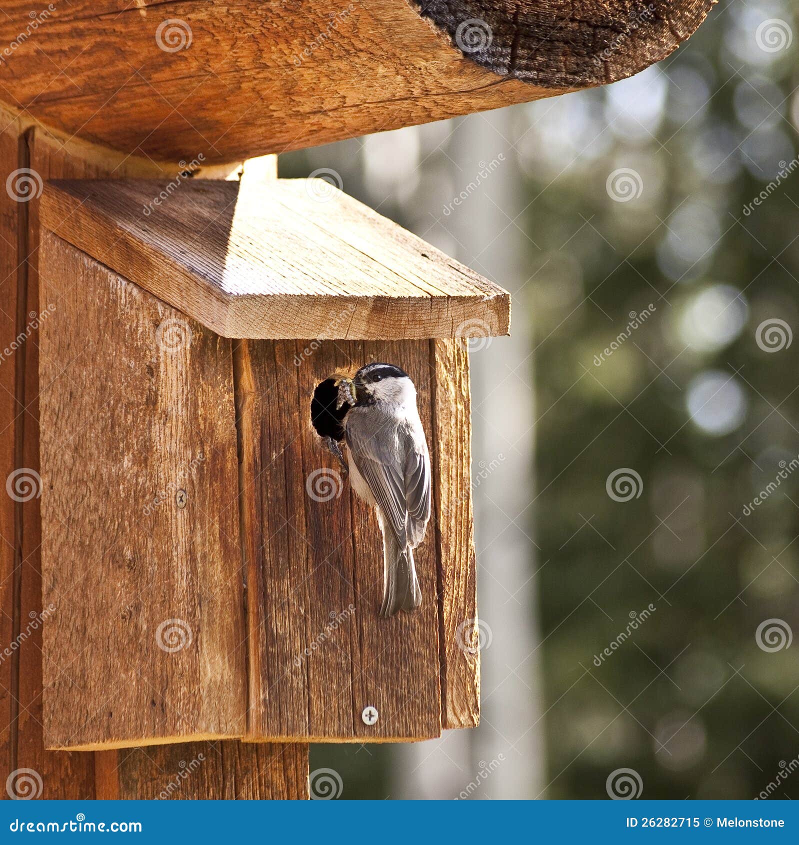 Bird feeding insects stock image. Image of looking, baby - 26282715