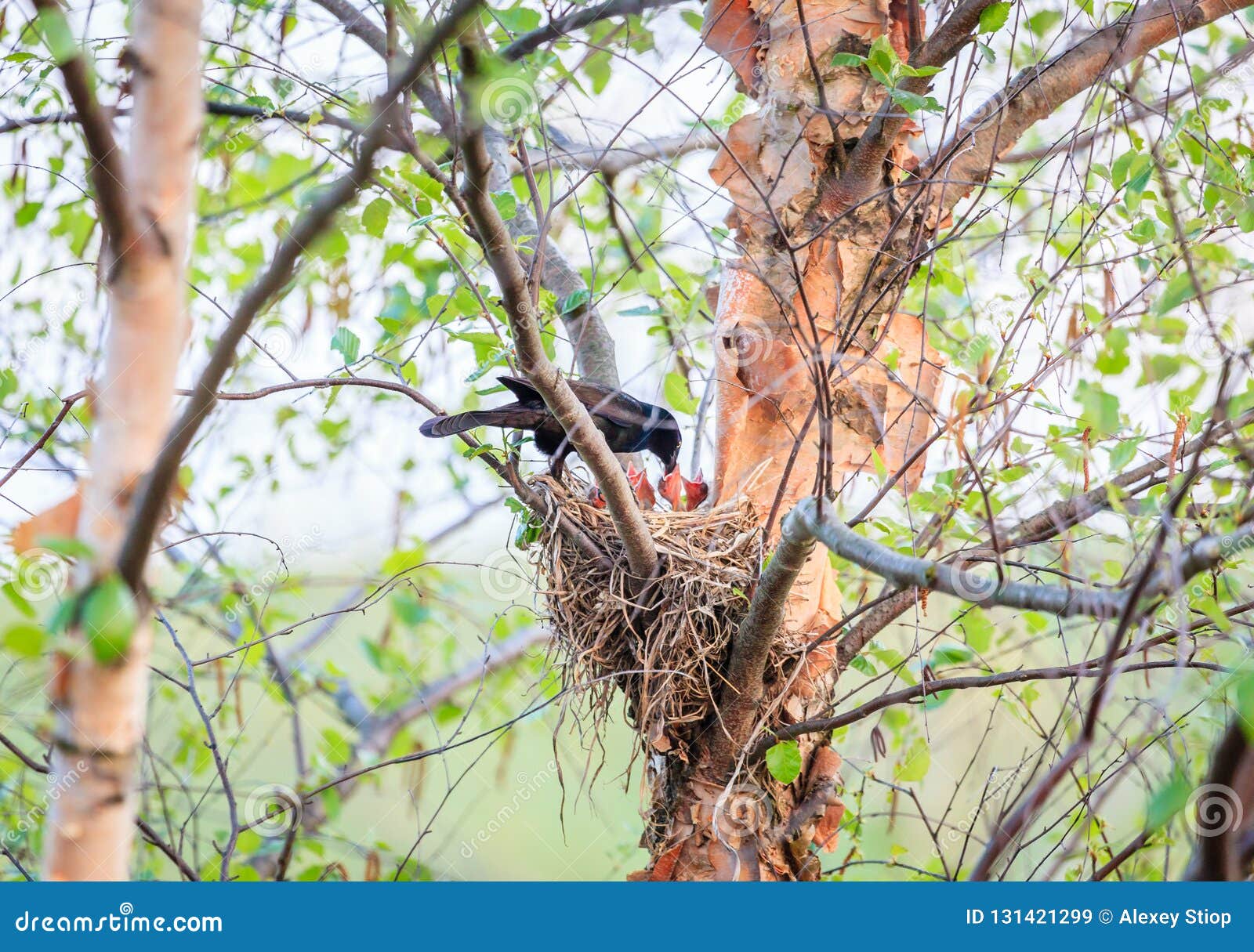 Common Grackle on the nest stock image. Image of outdoor - 131421299