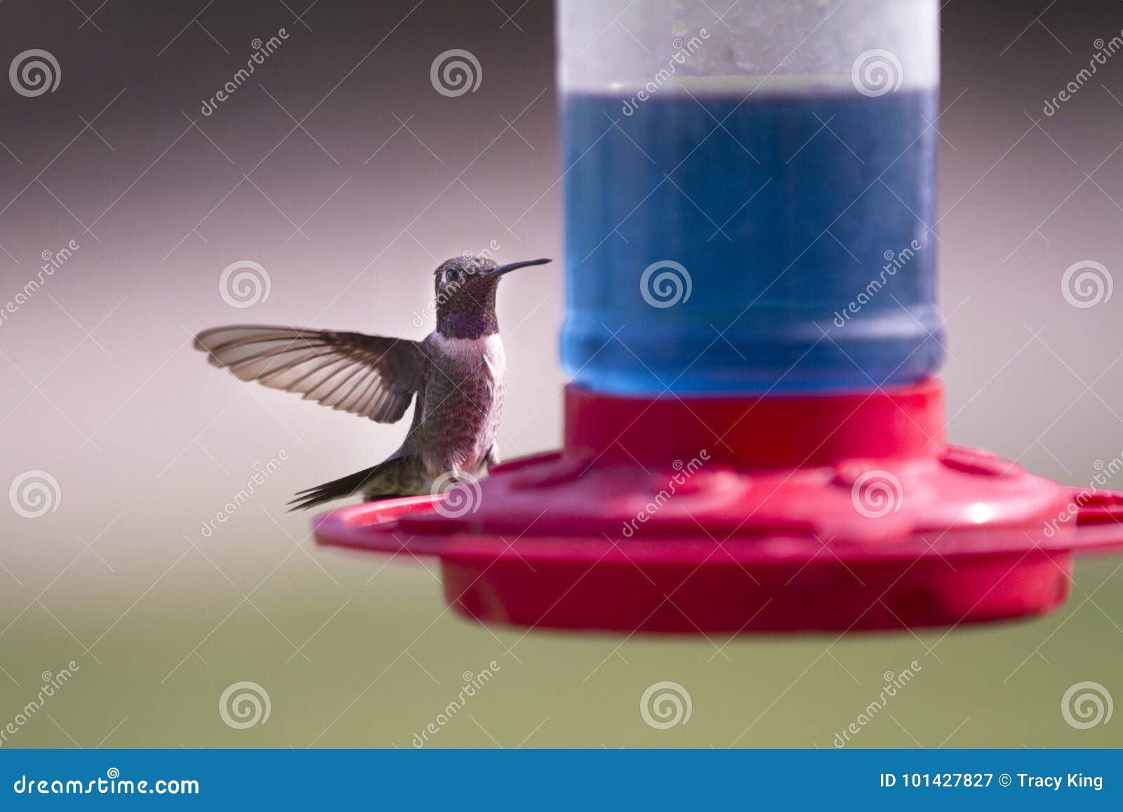 Bird feeding on nectar stock image. Image of color, colorful - 101427827