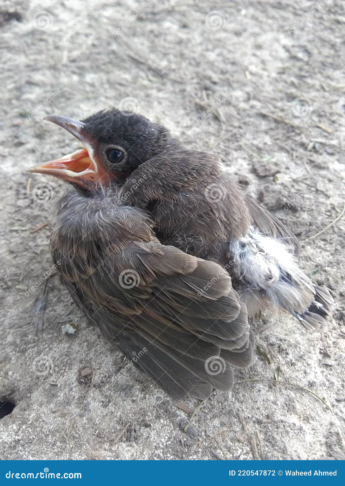 The Bird Fell To the Ground Close Up Footage Stock Photo - Image of ...