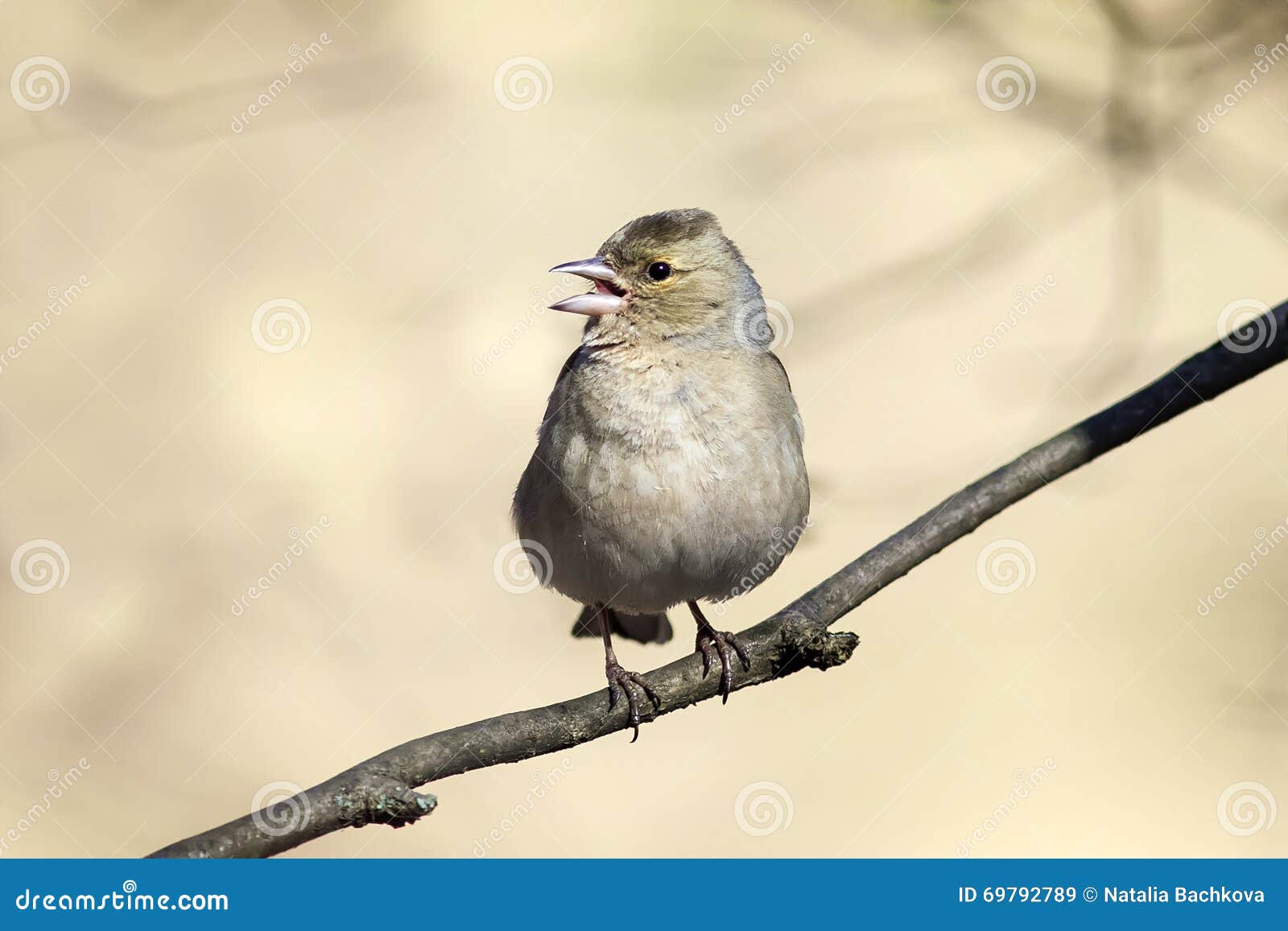 The Bird is a Female Chaffinch Singing in the Forest in Spring Stock ...