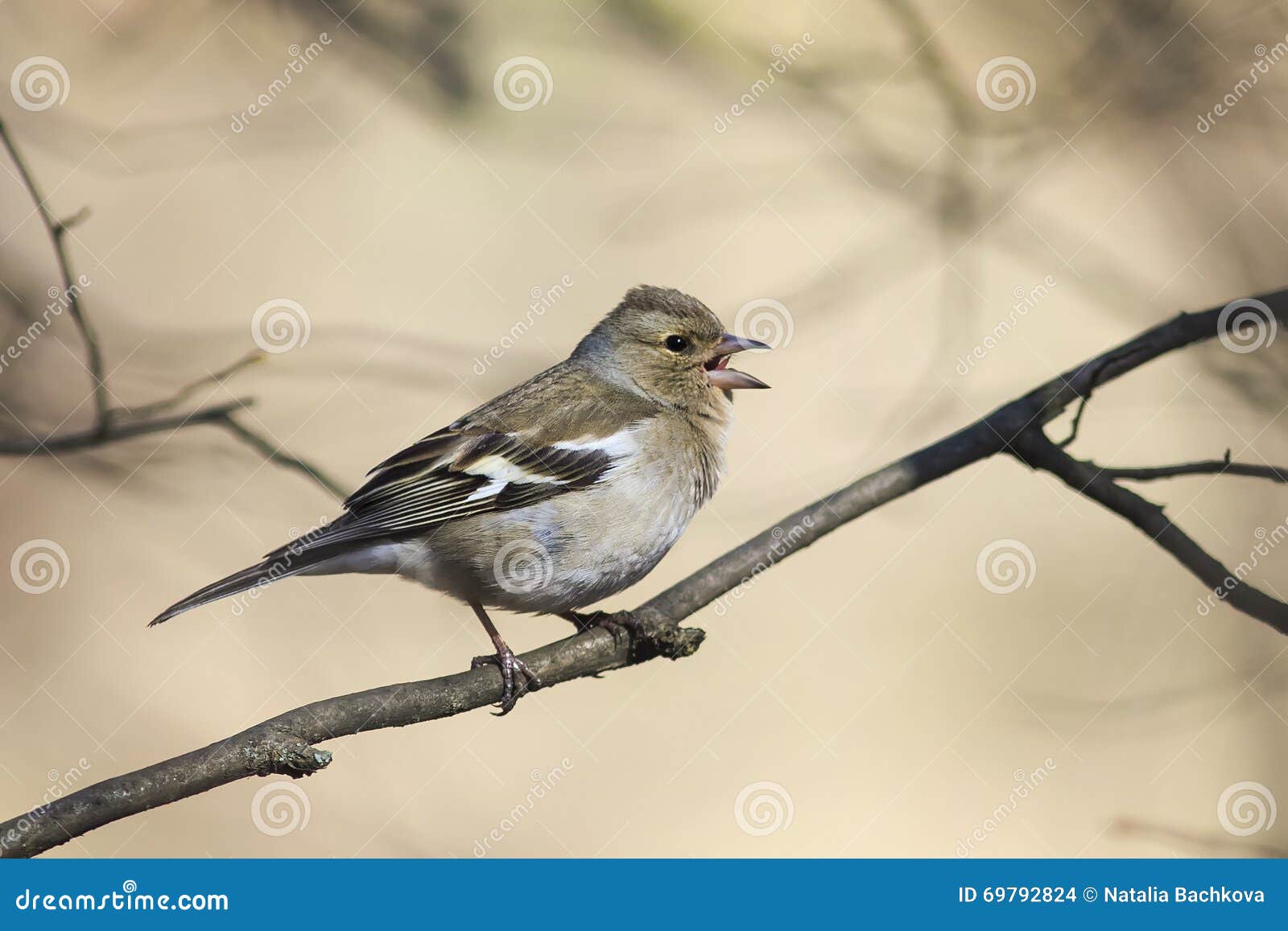 The Bird is a Female Chaffinch Singing in the Forest in Spring Stock ...