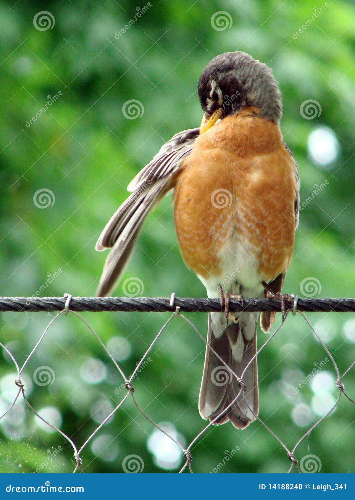 Bird on a Fence stock photo. Image of bird, wings, fence - 14188240