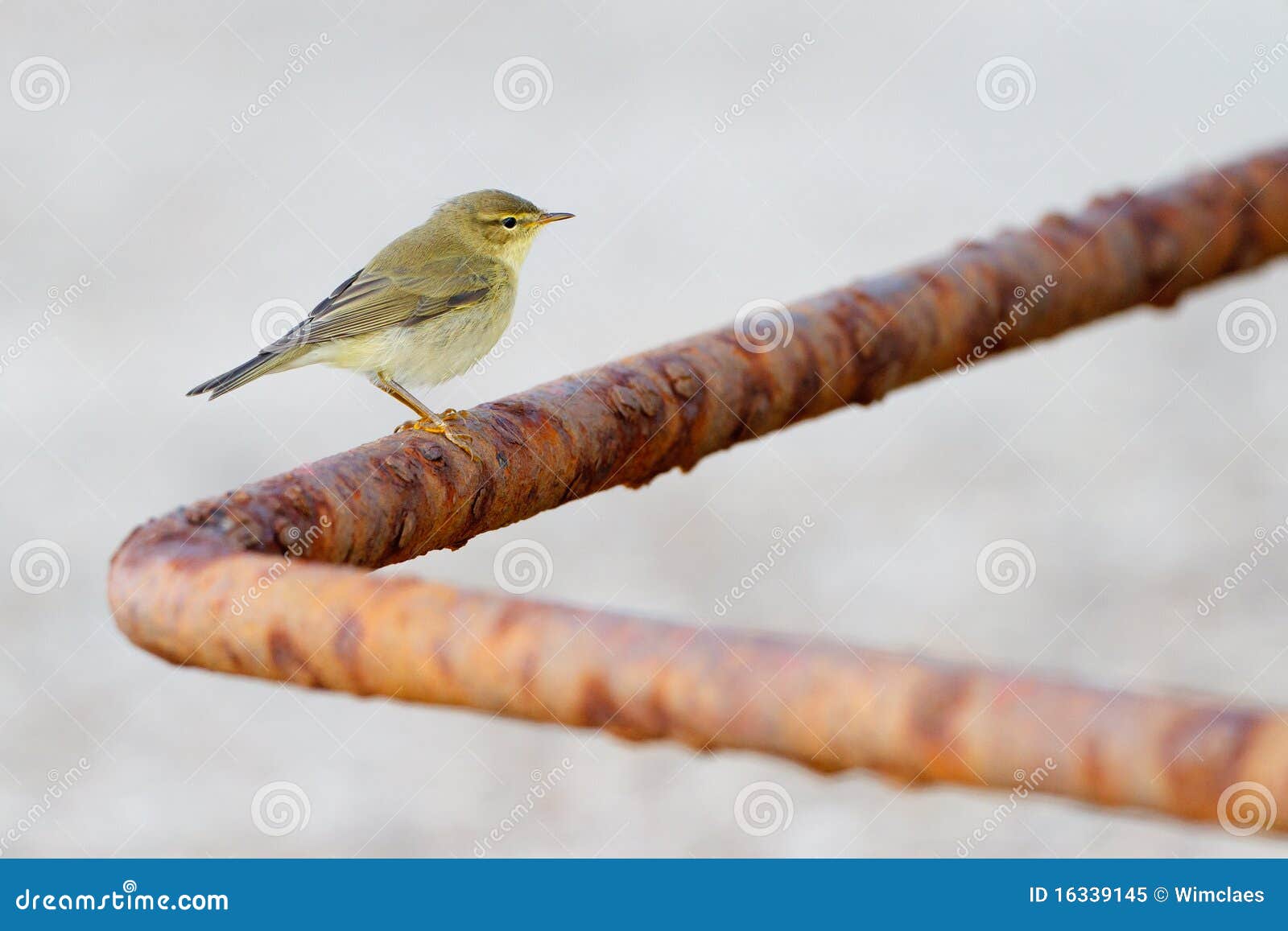 Bird on fence stock image. Image of background, wildlife - 16339145