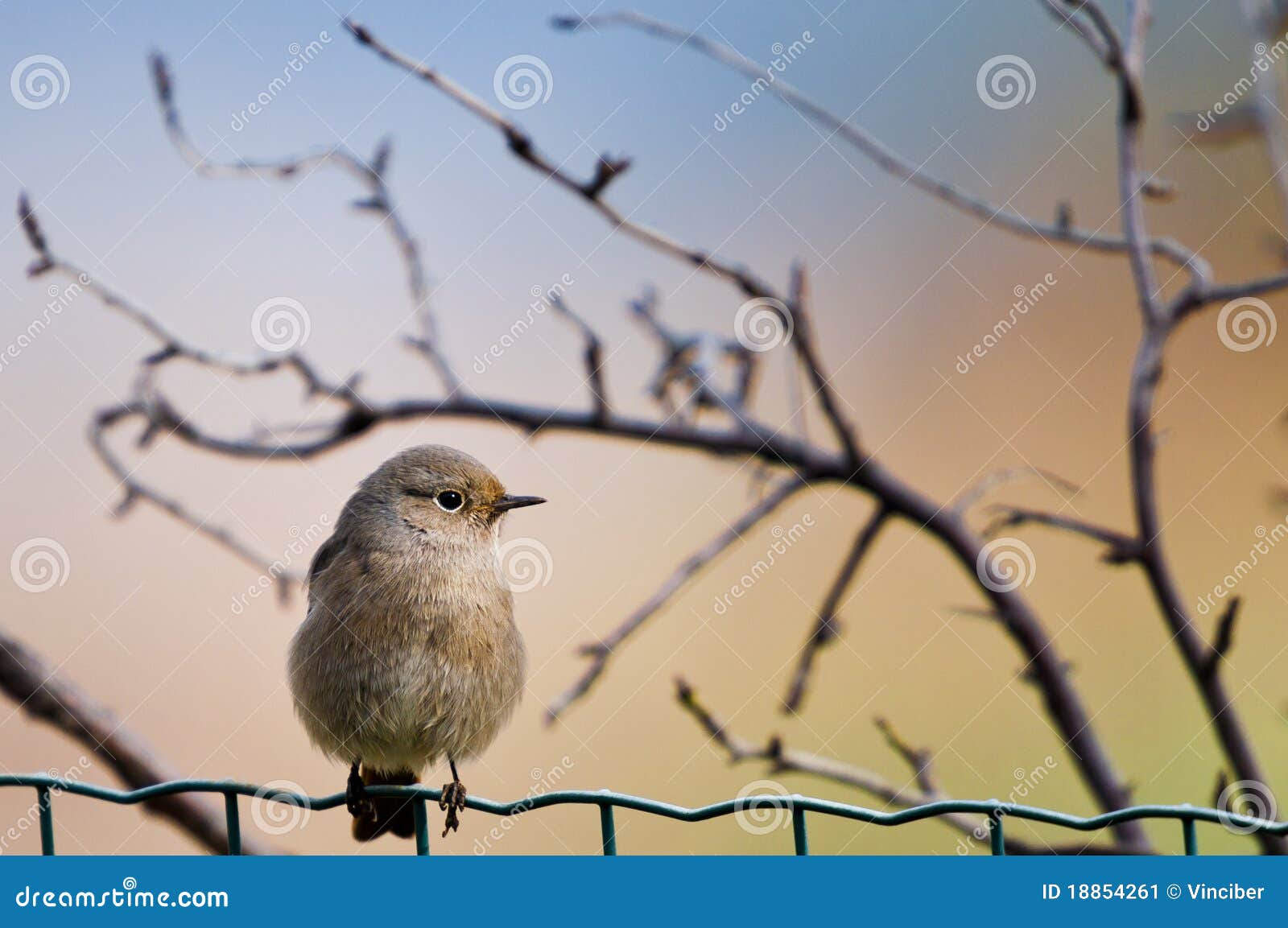 Bird on the fence stock image. Image of ornithology, glance - 18854261