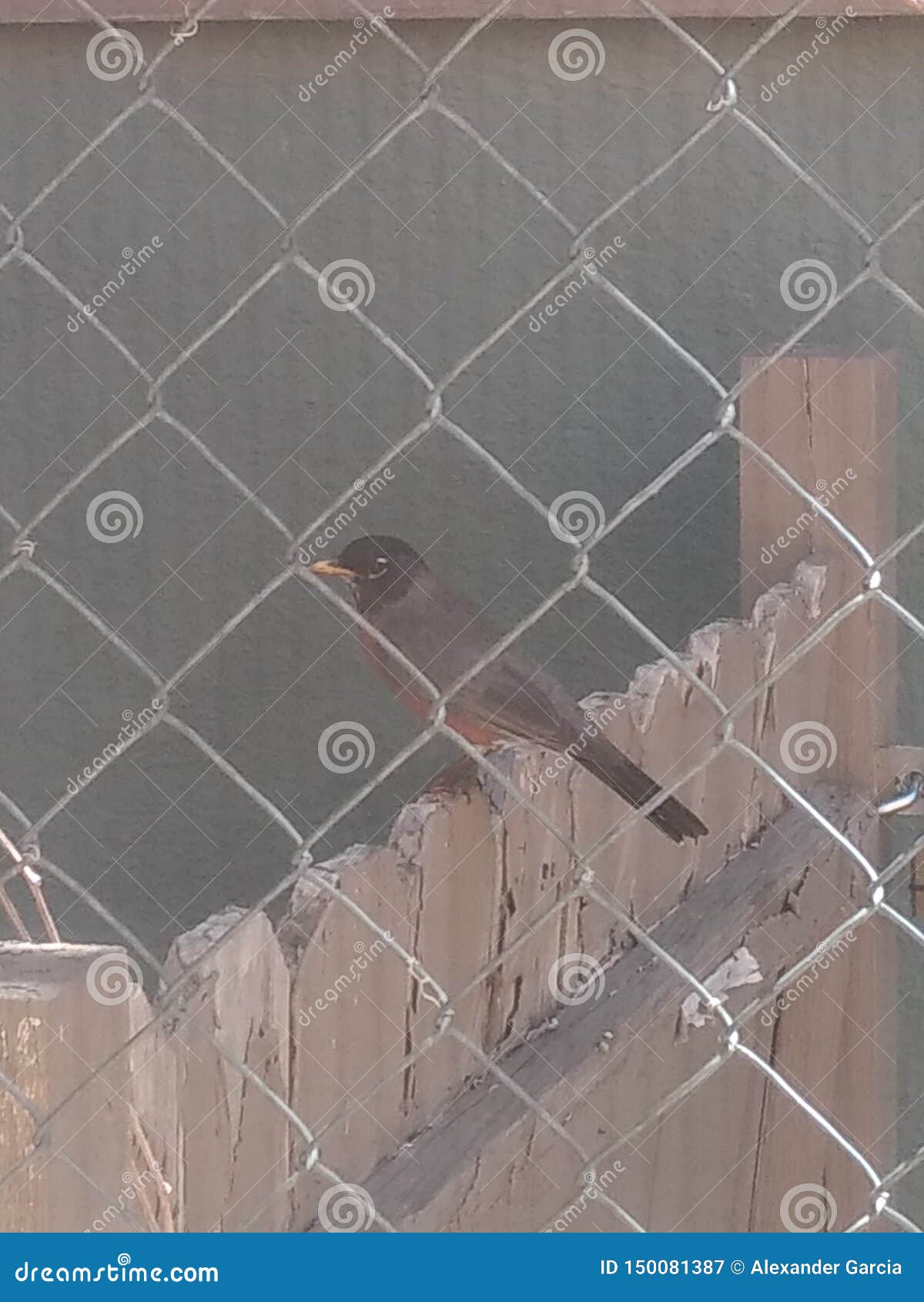 Bird stock image. Image of bird, gate, nature, fence - 150081387