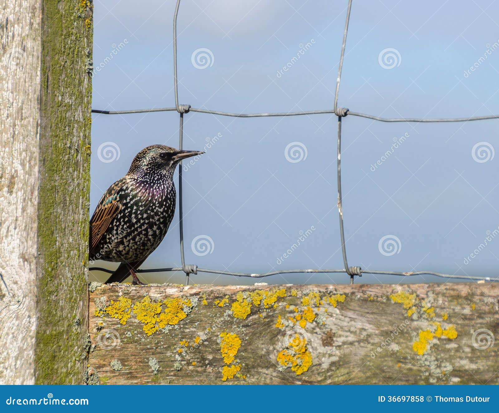 Bird on a fence stock photo. Image of blue, wild, profile - 36697858