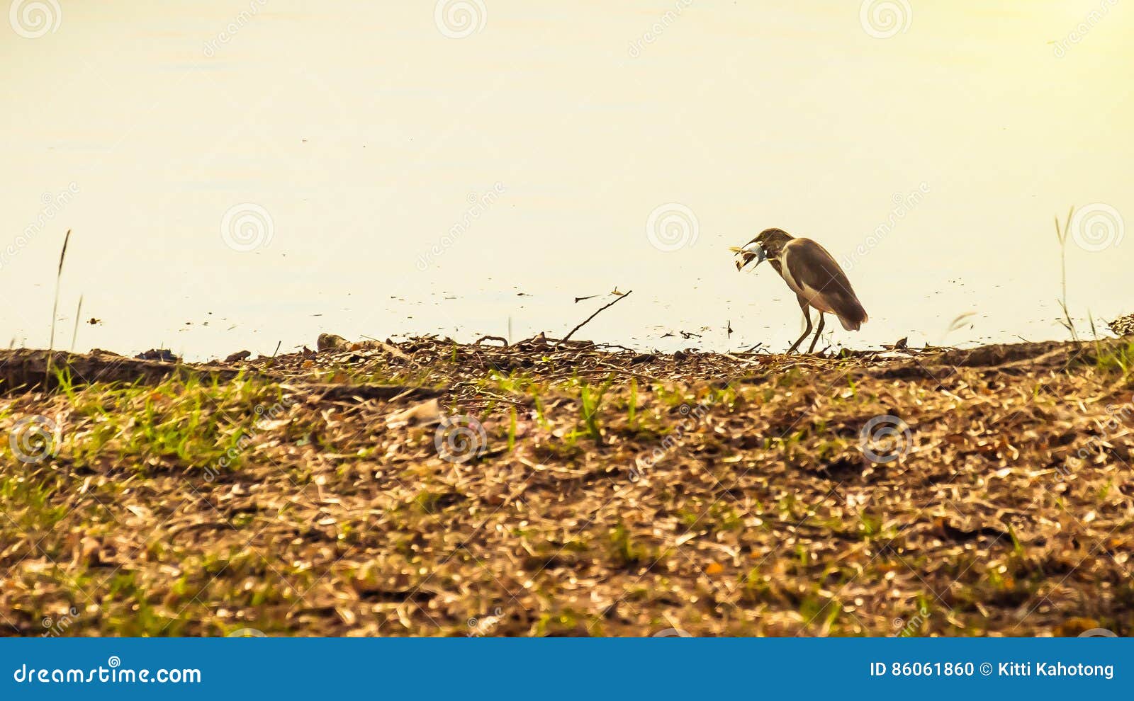 Bird Fetching Fish , Bird Eating Fish Stock Photo - Image of wild ...