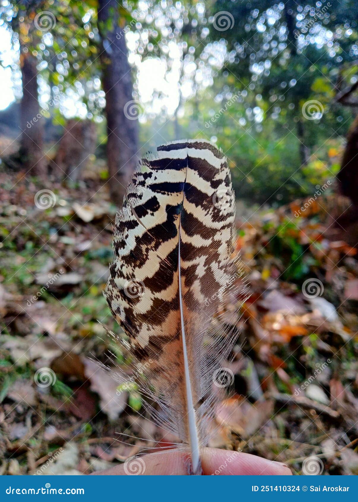 Bird fether .... stock photo. Image of green, fether - 251410324