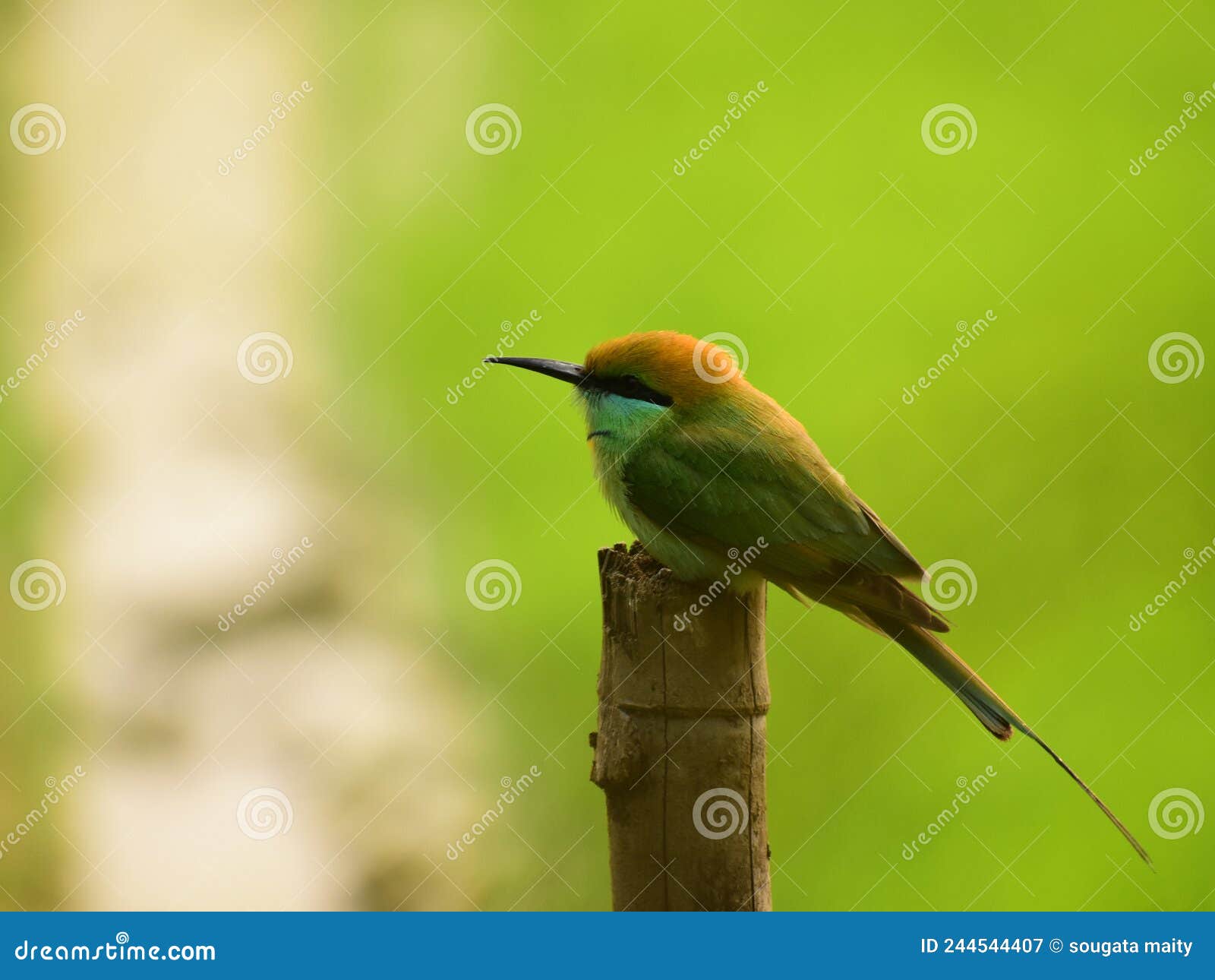 Bird in the field stock image. Image of sparrow, nature - 244544407