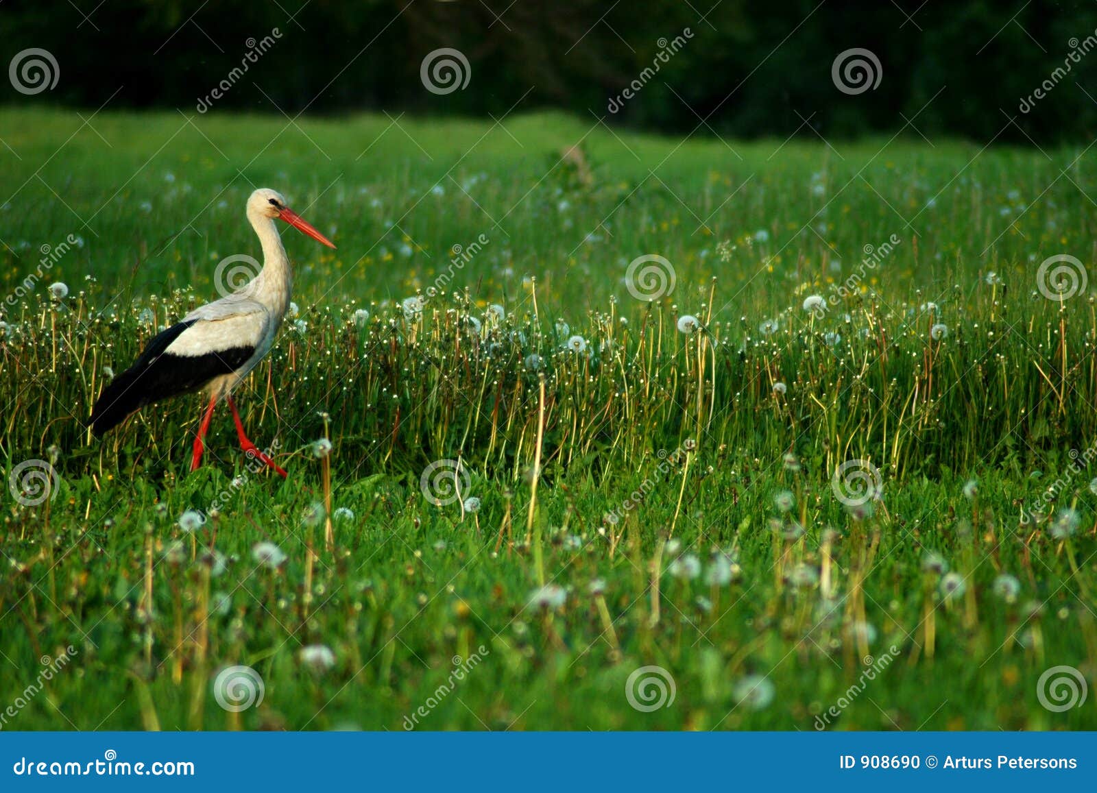 Bird in field stock photo. Image of legged, grass, colorful - 908690