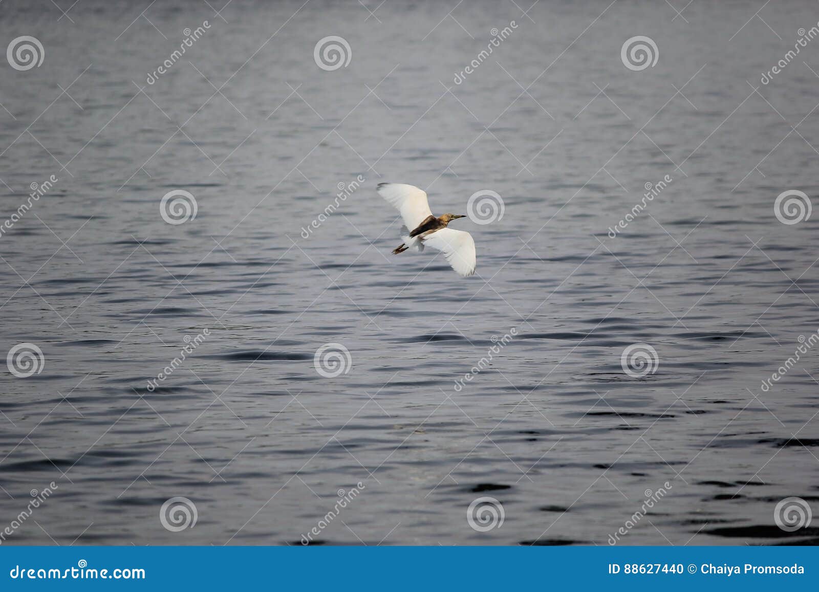 Bird fill stock photo. Image of heart, lake, fishing - 88627440