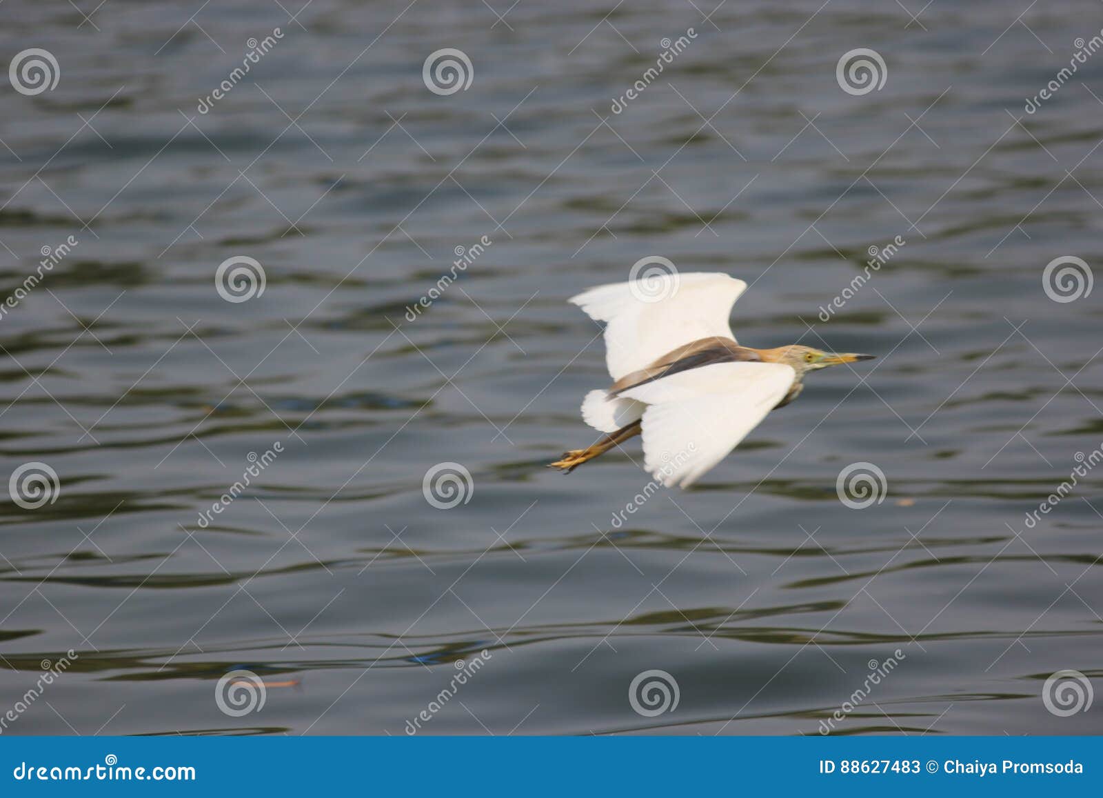 Bird fill stock image. Image of flying, insect, branches - 88627483