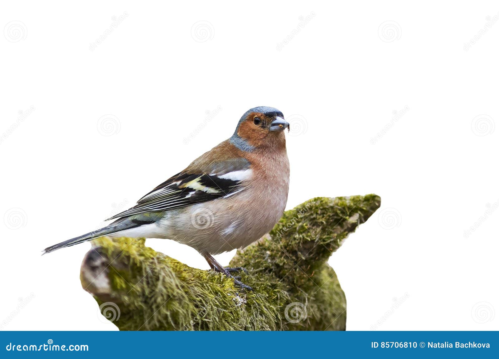 The Bird is a Finch Standing on a Branch with Moss on a White is Stock ...
