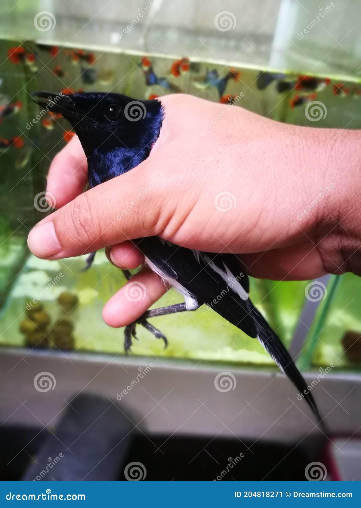 Bird and fish stock image. Image of fish, murai, blacknwhite - 204818271