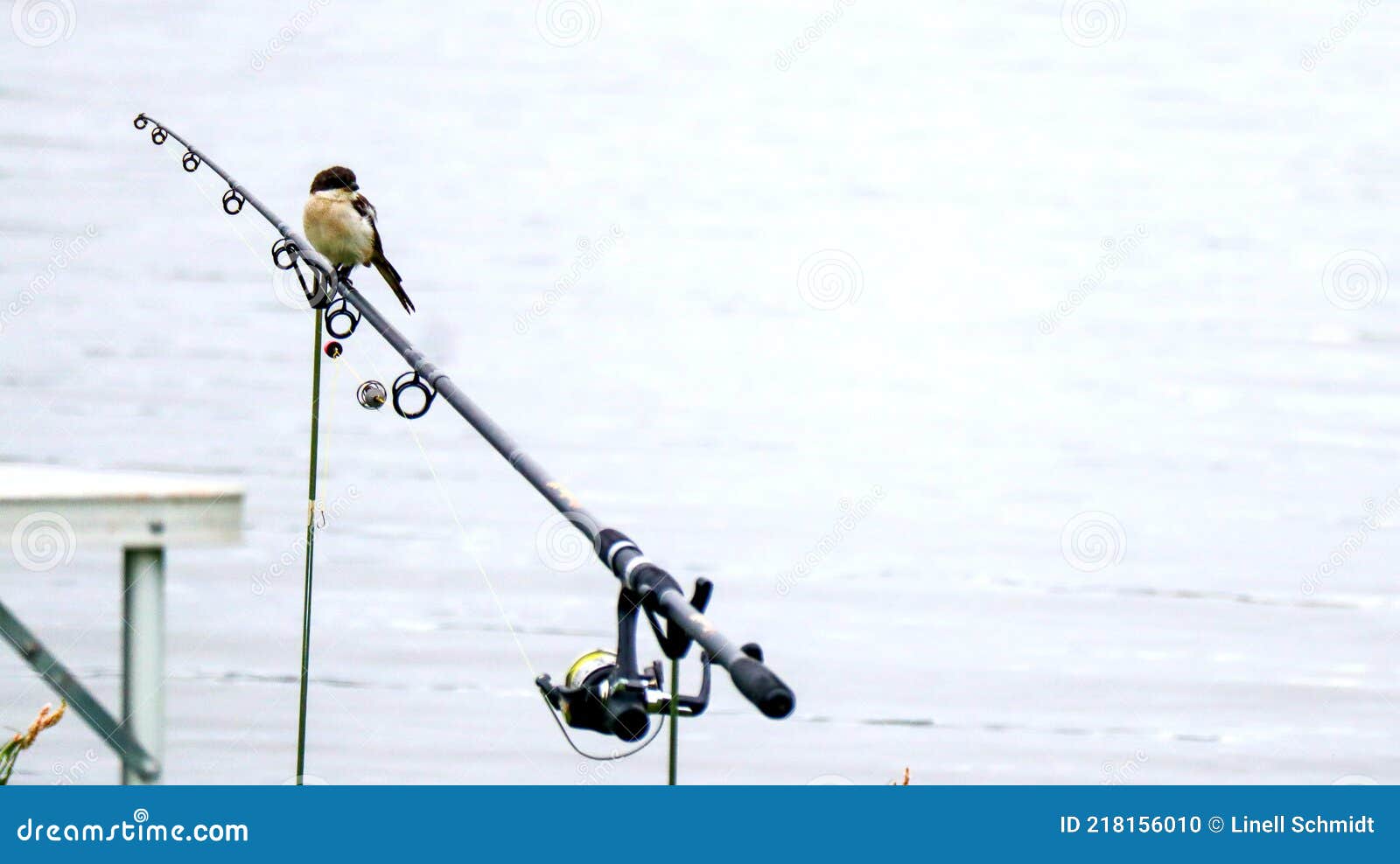 Bird on a fishing rod stock photo. Image of nature, small - 218156010