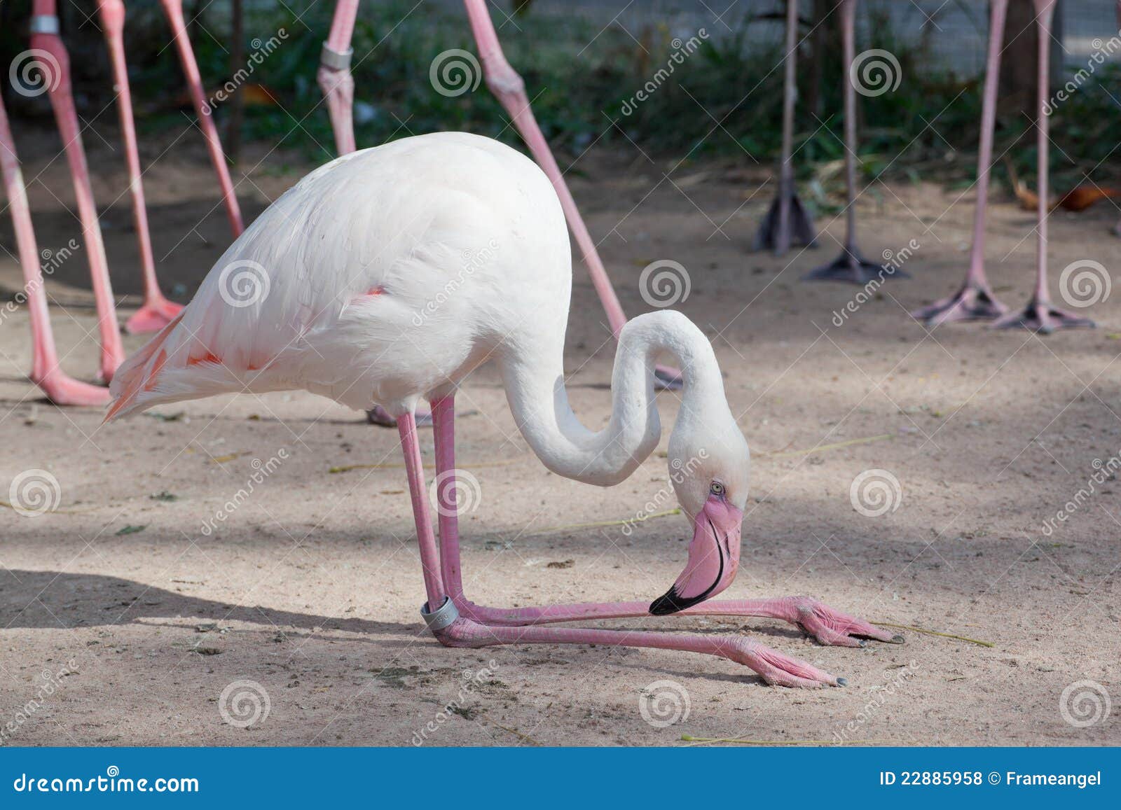Bird flamingo sleep stock photo. Image of long, beauty - 22885958