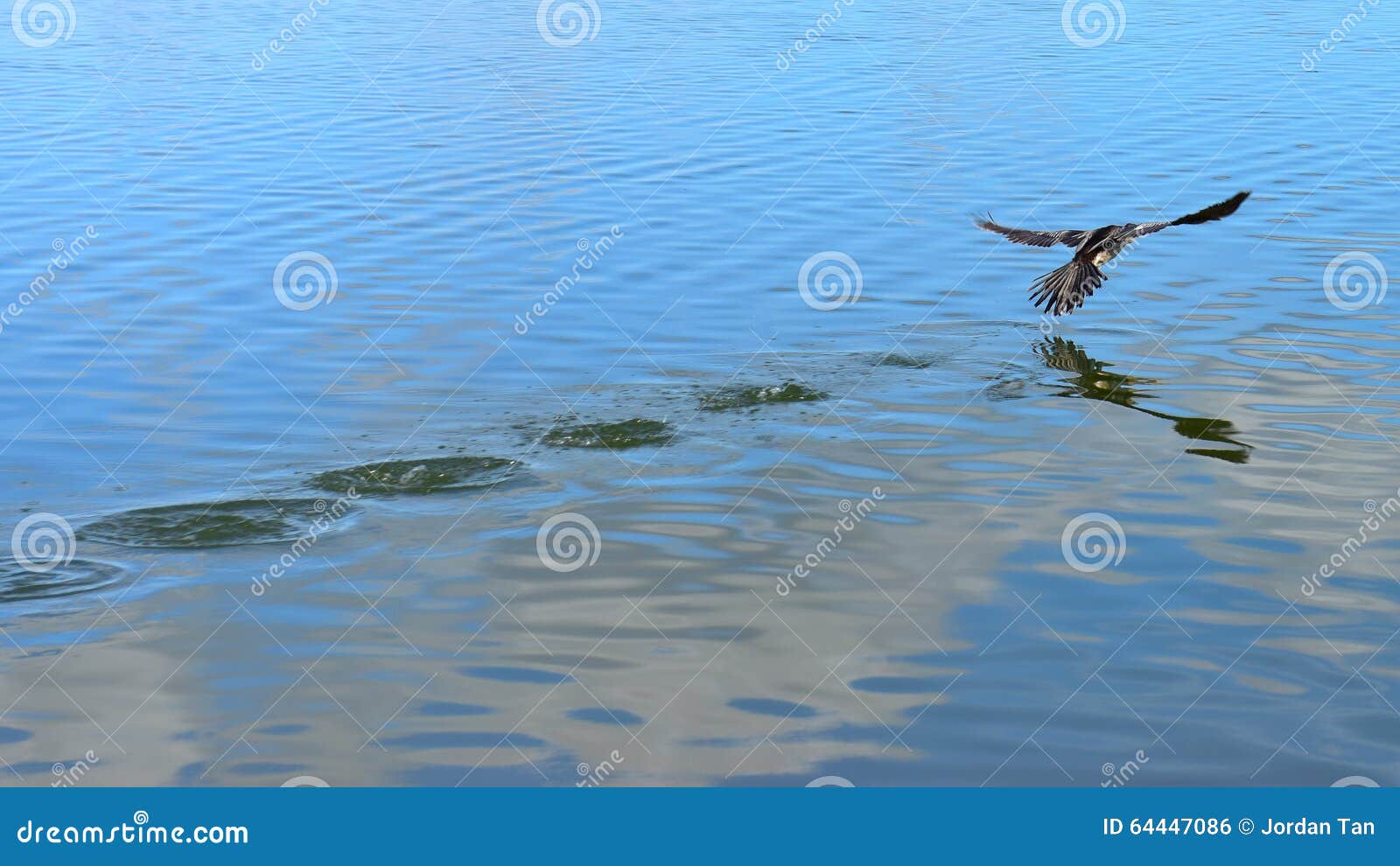 Bird Flapping Its Wing To Take-off Stock Photo - Image of flap, animal ...