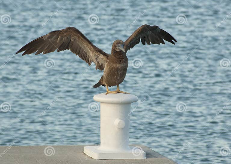Bird flapping its wings stock image. Image of feather - 12877227