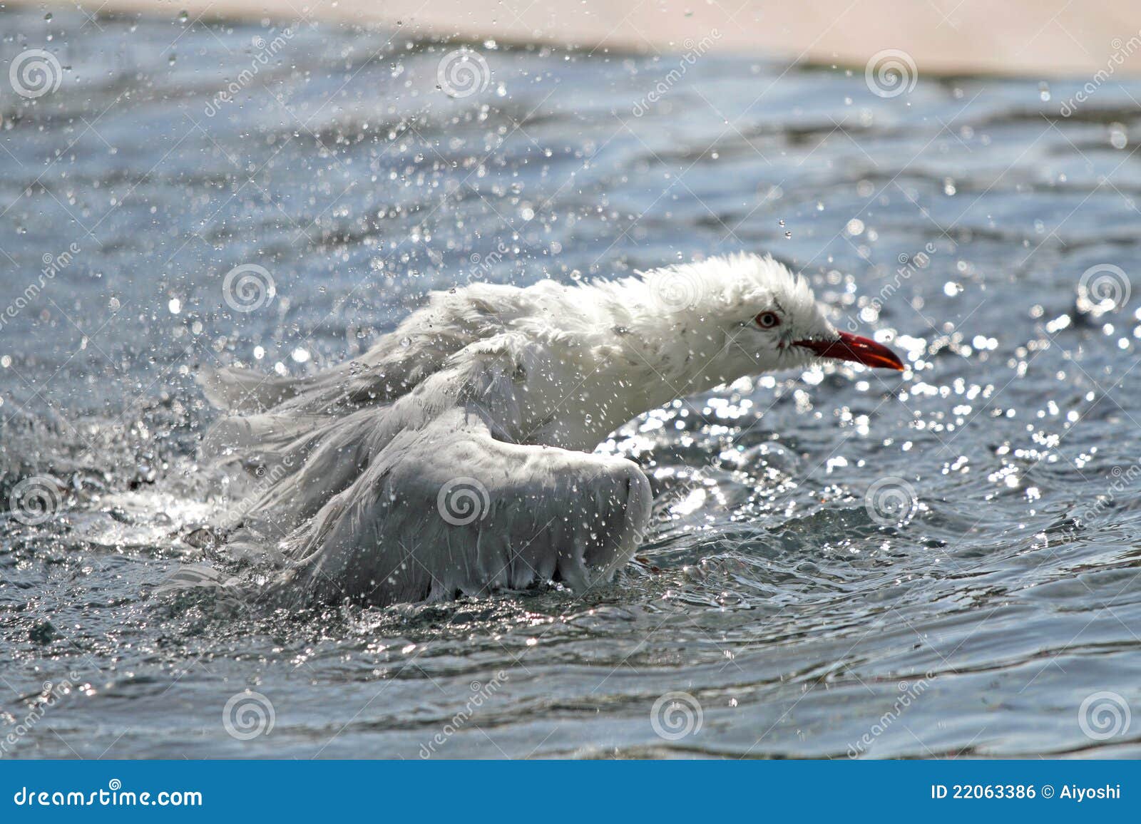 Bird flapping in the water stock photo. Image of silver - 22063386