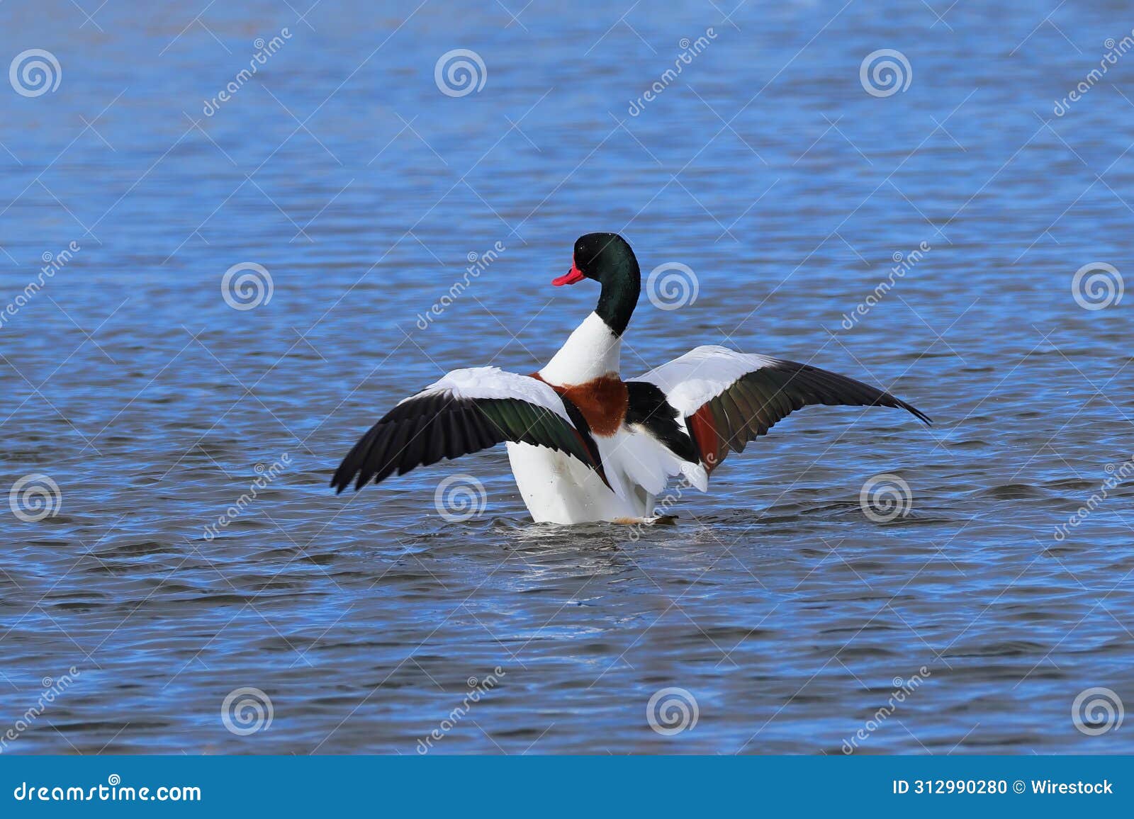 Shell Duck, Leighton Moss stock photo. Image of serene - 312990280