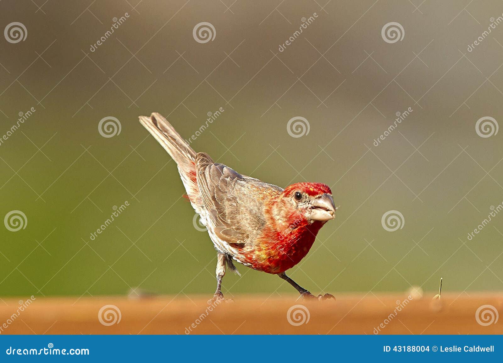 Bird stock photo. Image of bird, fledgling, cardinal - 43188004