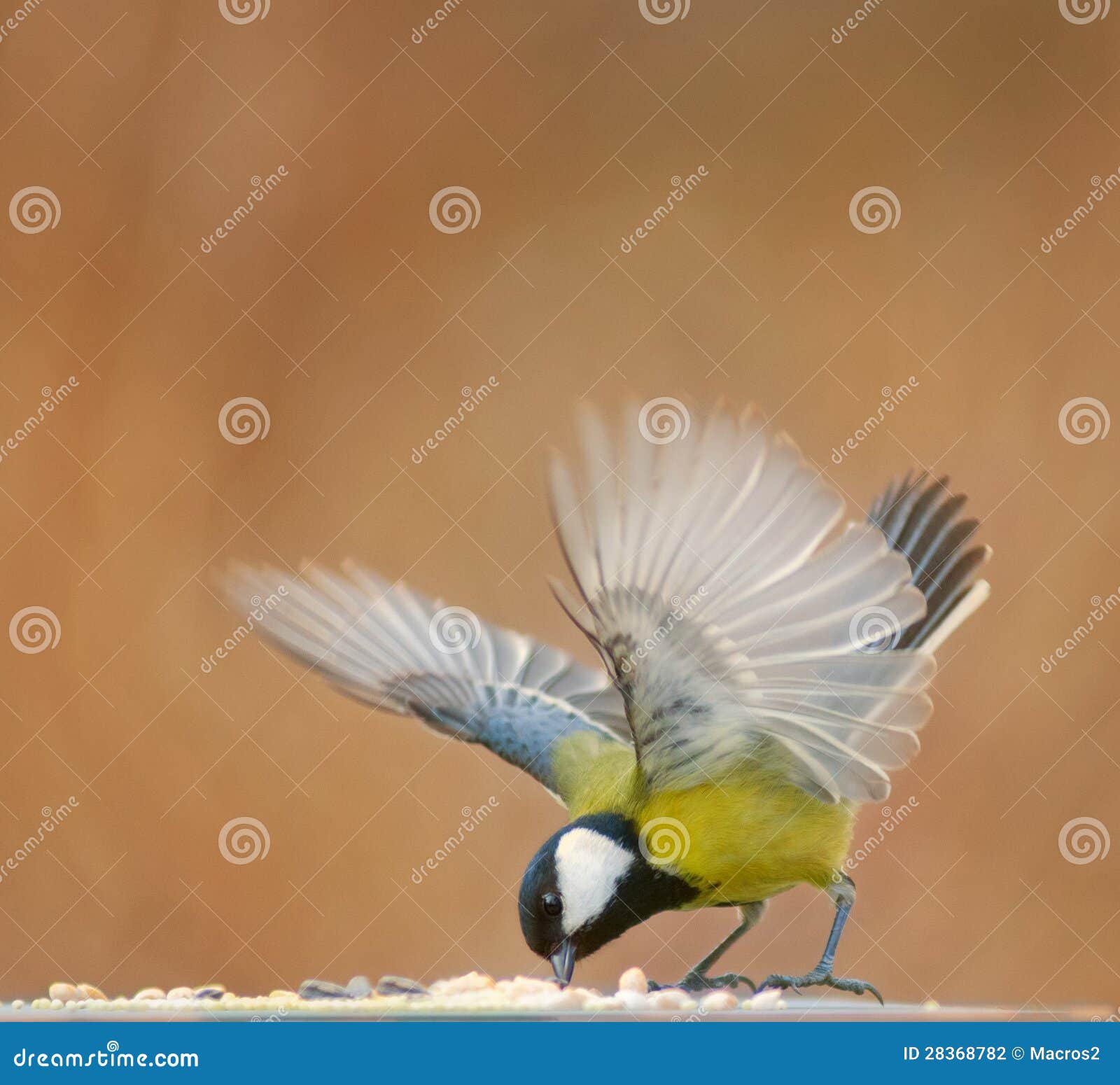 Bird flew to eat stock photo. Image of black, beak, feet - 28368782