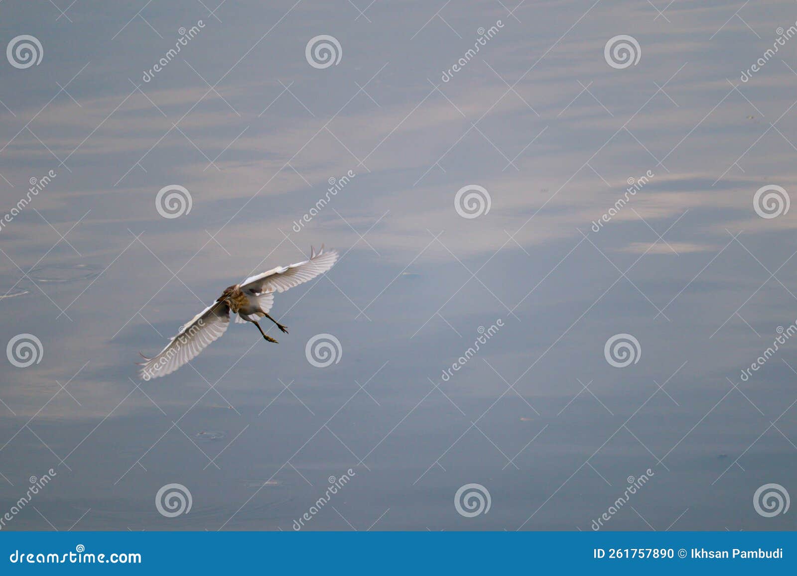 A Bird that Flies Across the Lake in the Evening Stock Photo - Image of ...