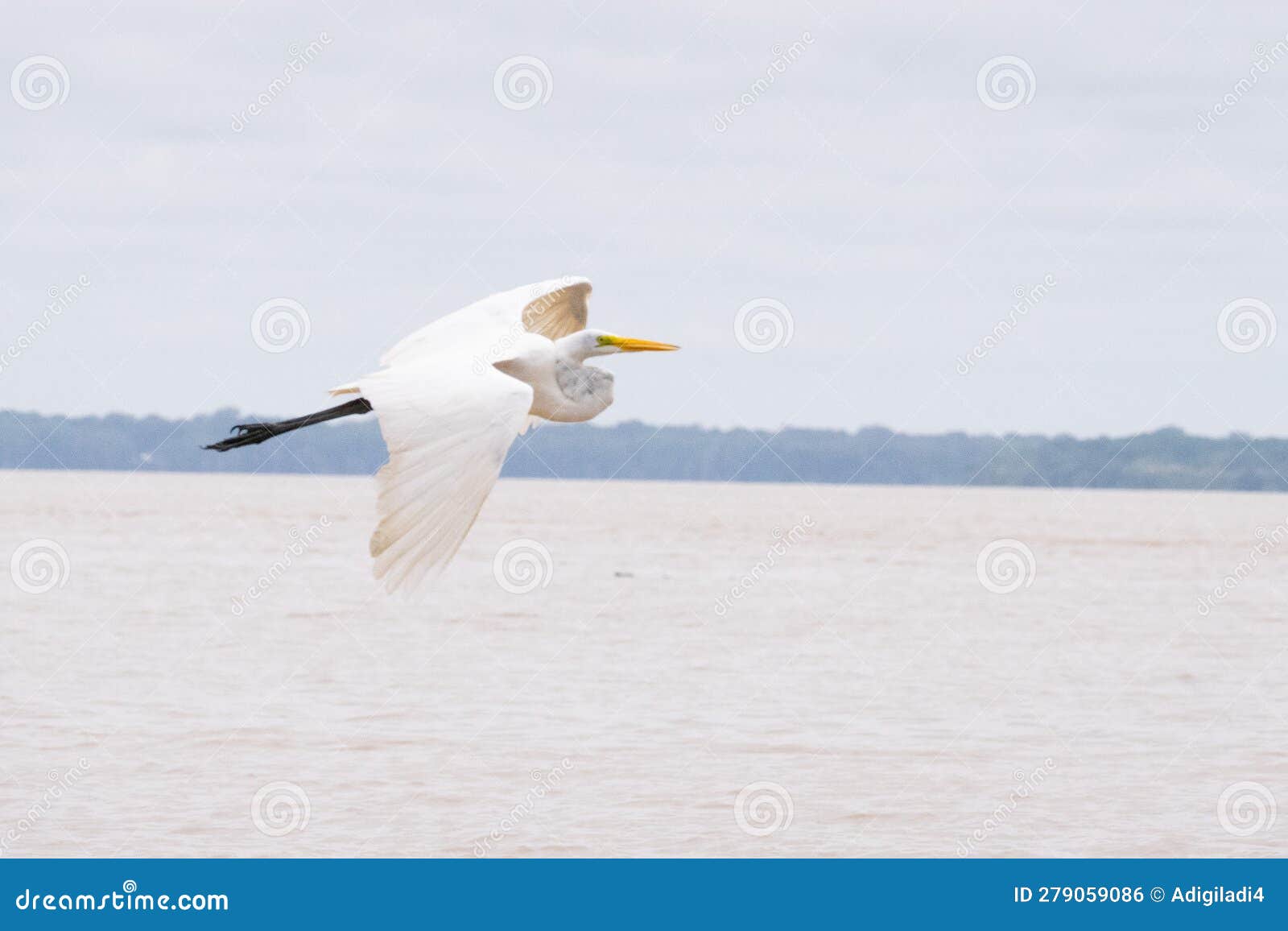 A Bird Flies Over the Amazon River Stock Photo - Image of waterbird ...