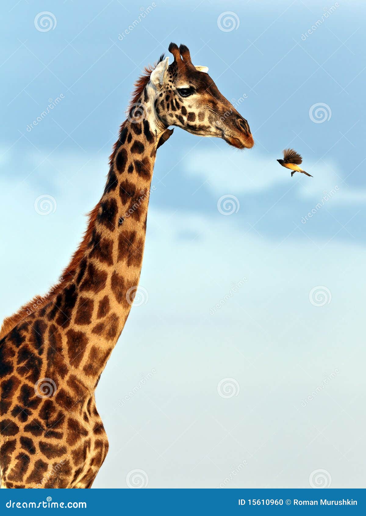 Bird Flies To Muzzle Giraffe Stock Photo - Image of safari, landscape ...