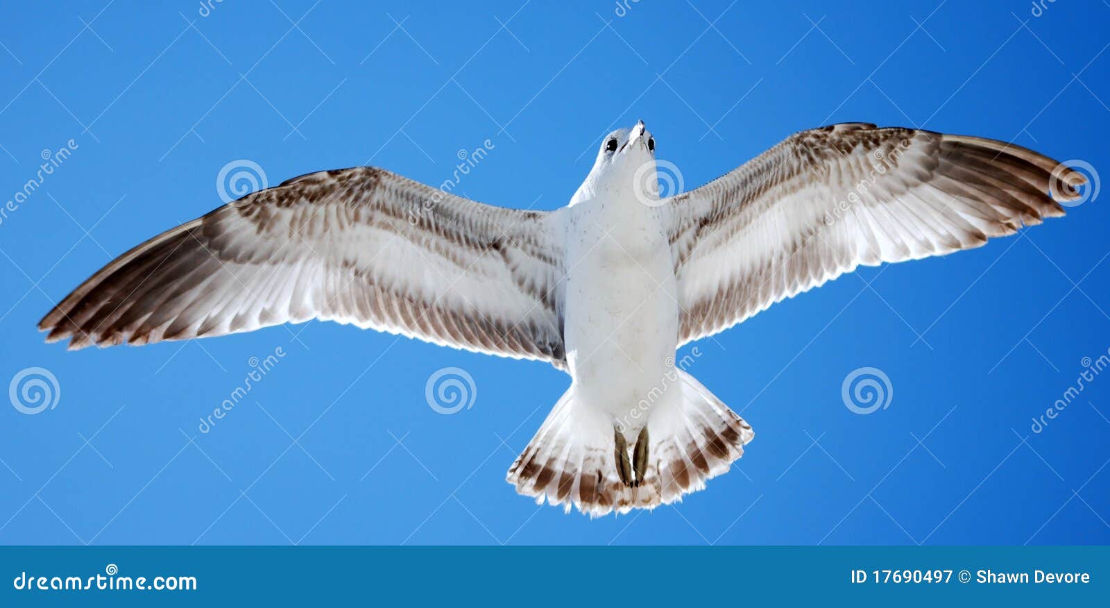 Bird in flight stock image. Image of hunting, animals - 17690497