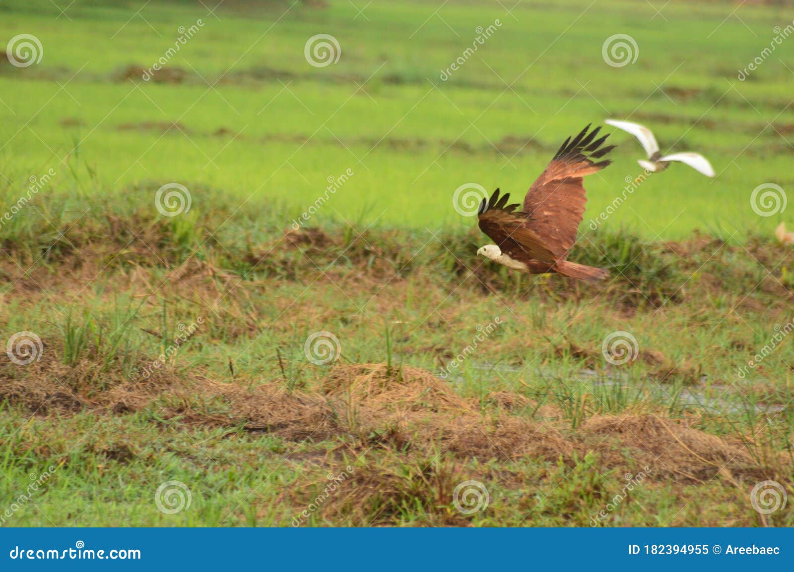 Bird on flight stock image. Image of wildlife, field - 182394955