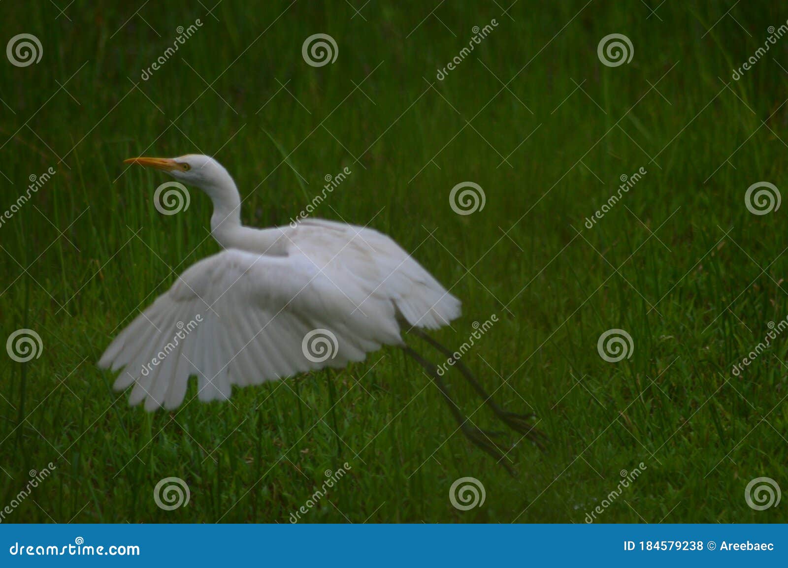 Bird on flight stock photo. Image of heron, grass, white - 184579238