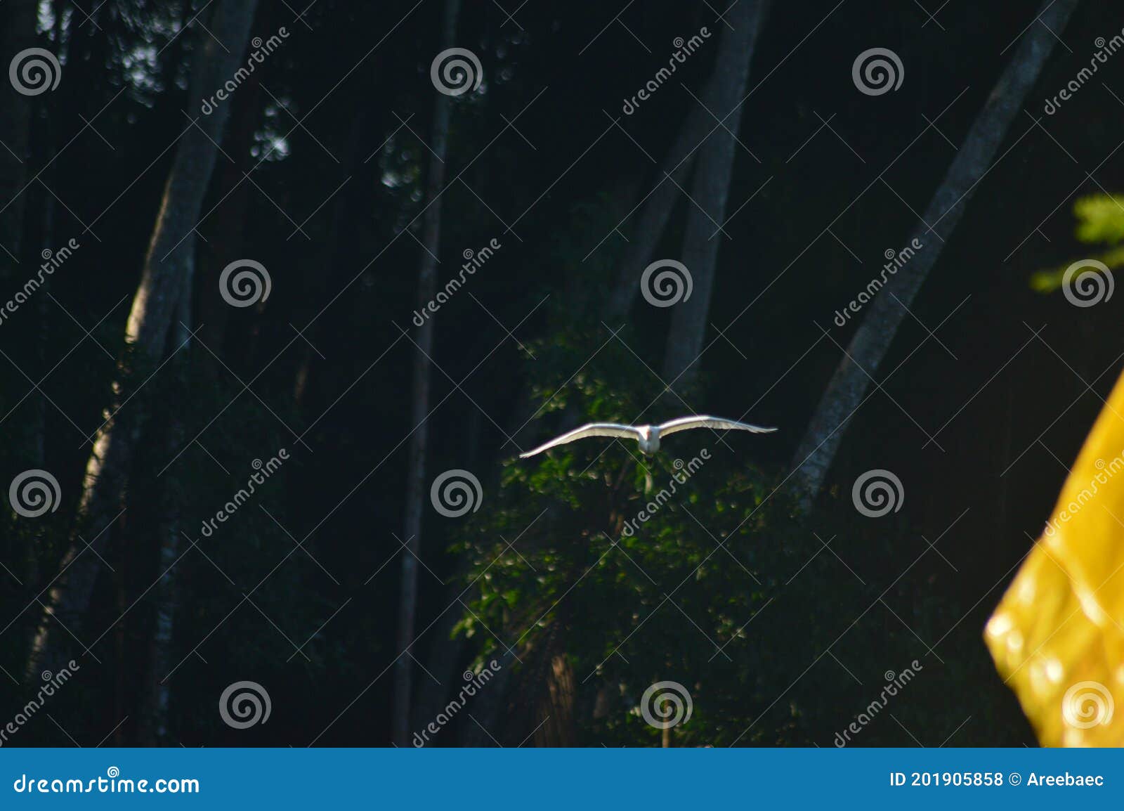 Bird on flight stock photo. Image of glass, reflection - 201905858