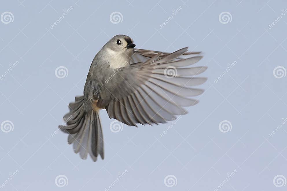 Bird in Flight stock image. Image of songbird, wing, birds - 9502783