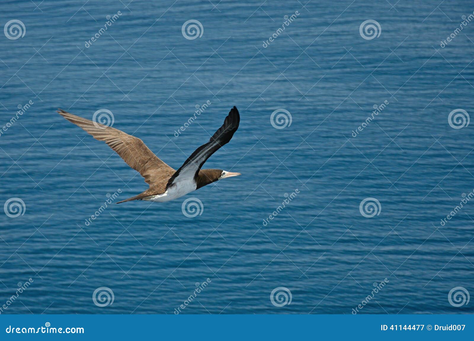 The bird stock image. Image of wings, waterfowl, seabird - 41144477
