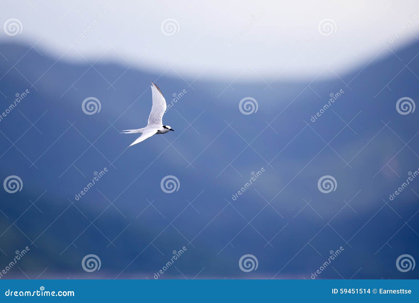 Bird in Flight - Back-naped Tern Stock Photo - Image of flying, tern ...