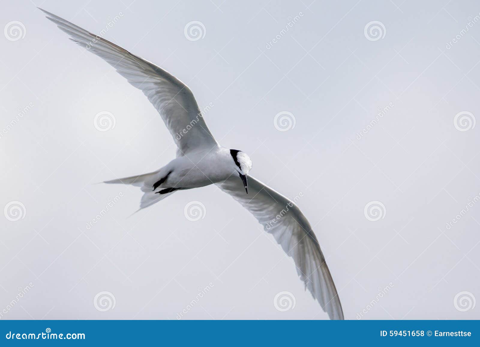 Bird In Flight - Back-naped Tern Stock Photo - Image of tern, ethnicity ...