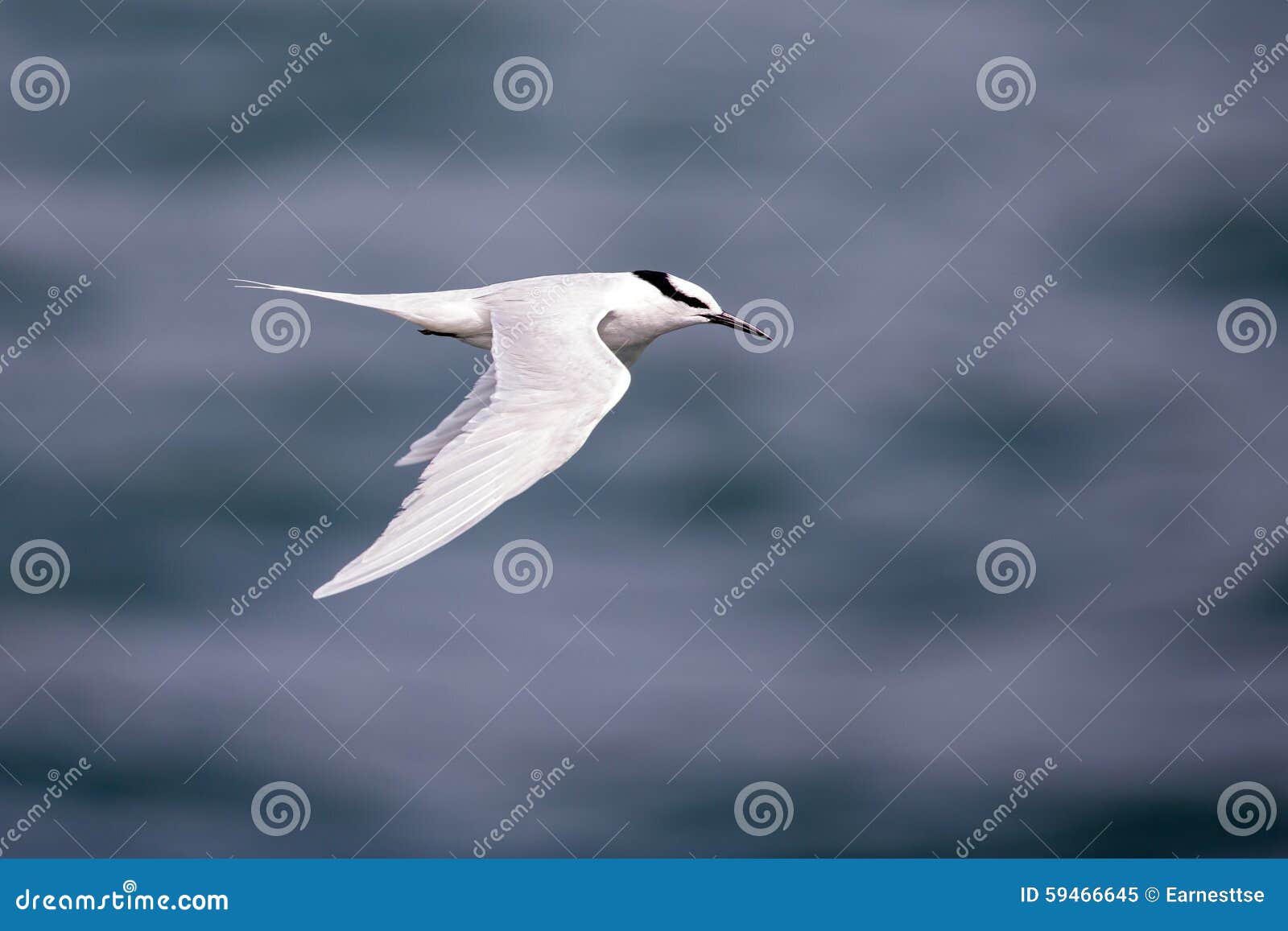 Bird in Flight - Back-naped Tern Stock Image - Image of nature, kong ...