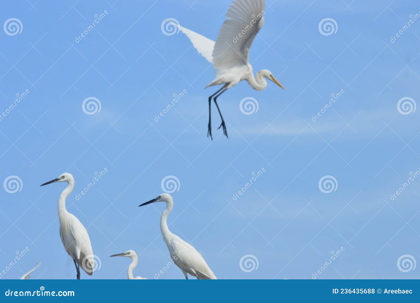 Bird on Flight and the Blue Sky Background Stock Photo - Image of ...