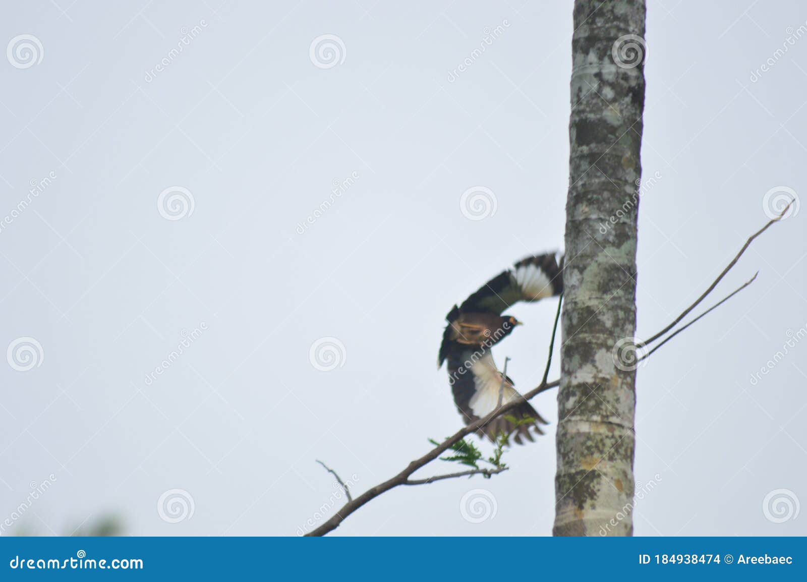 Bird on flight common myna stock photo. Image of nature - 184938474